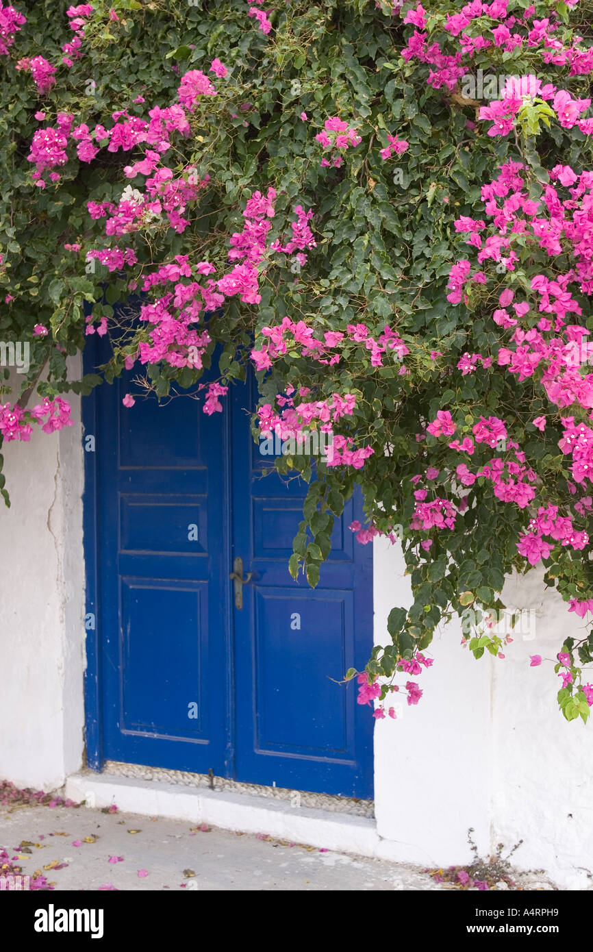Flowering plant hanging over a door Stock Photo - Alamy