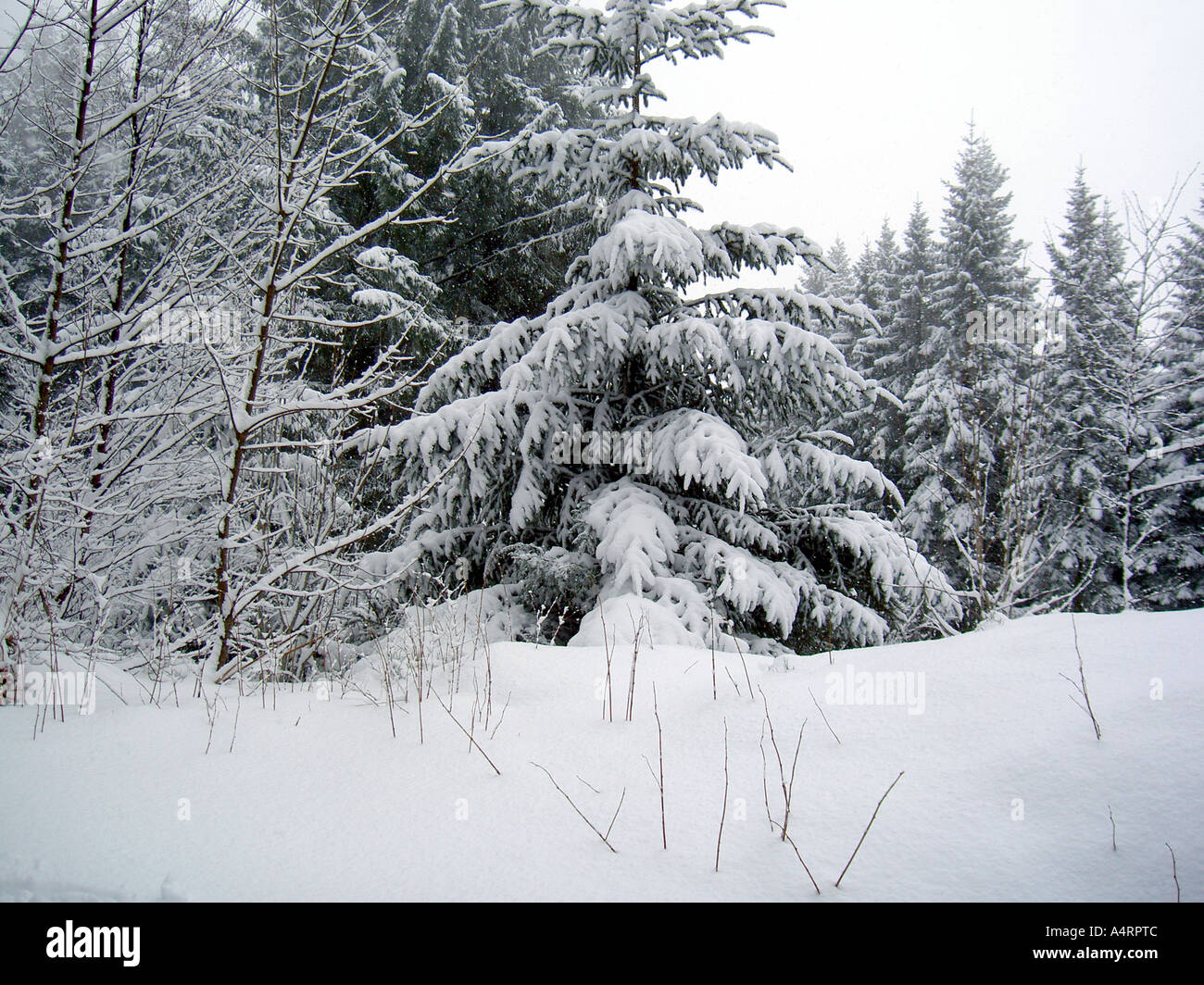 Snow covered trees, Mt Floyen, Bergen, Norway, Scandinavia, Europe ...