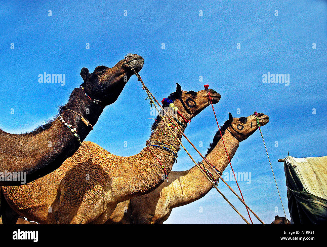 3 camels hi-res stock photography and images - Alamy