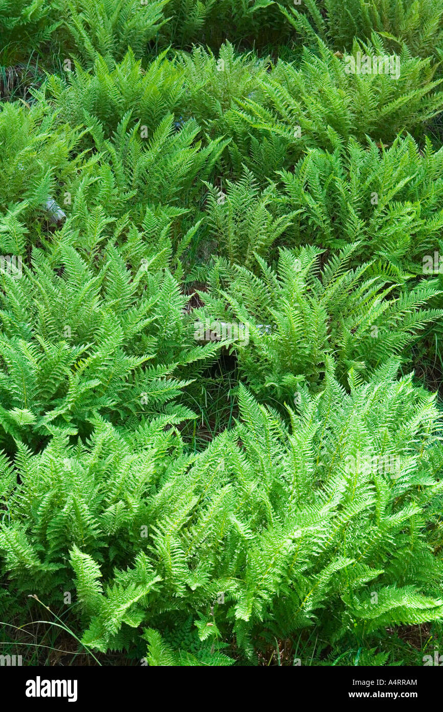 Fronds of many fern plants Stock Photo - Alamy