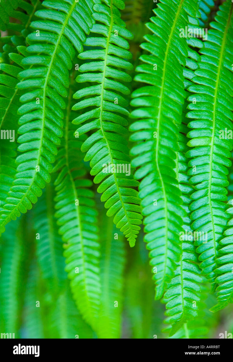 Smooth fronds hi-res stock photography and images - Alamy