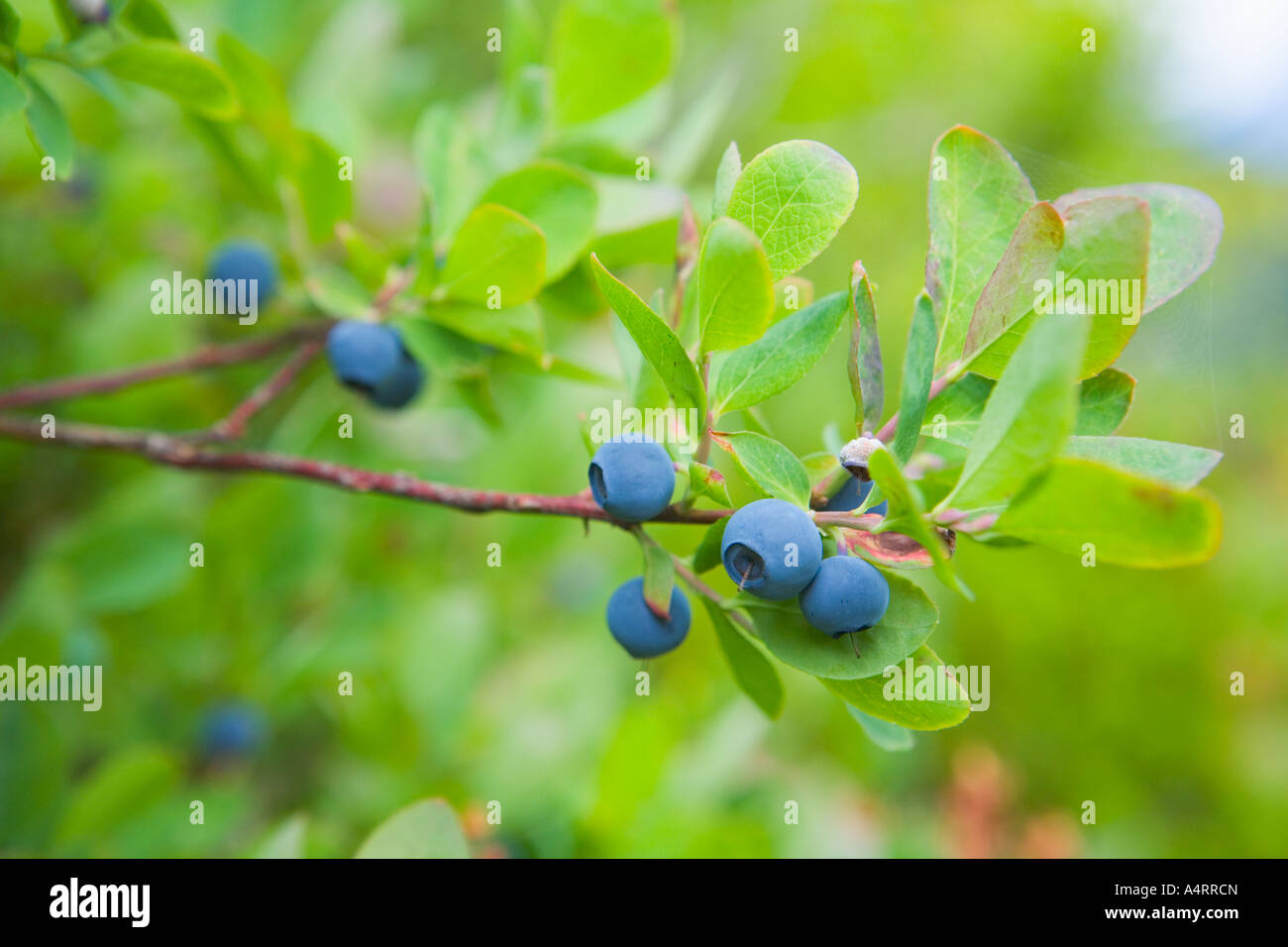 Closeup of mountain blueberries on bush Cascade Mountains Washington ...