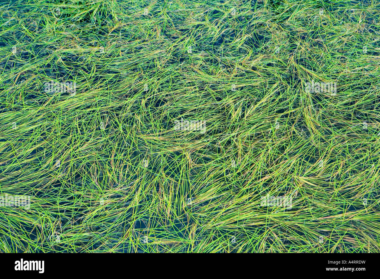 Grasses floating on surface of pond Stock Photo - Alamy