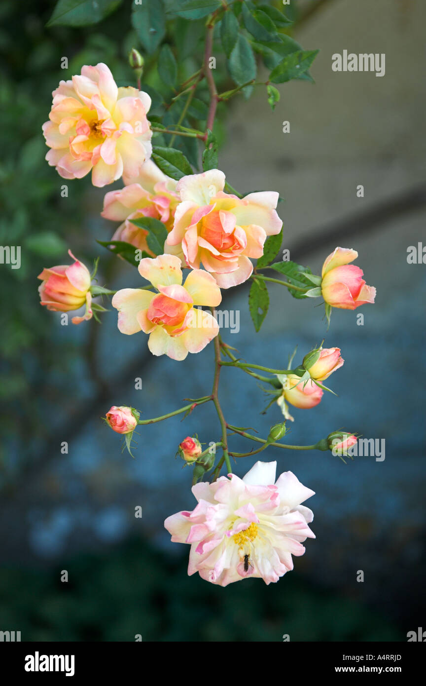 Exquisite close up of a cupped rose in the Victorian rose garden at ...