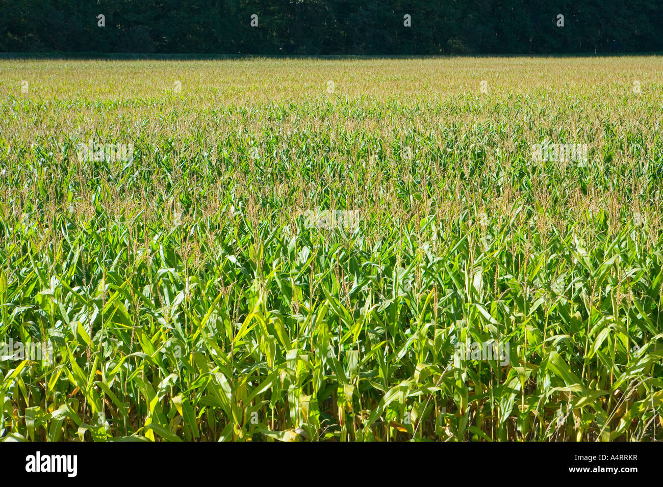 Huge cornfield hi-res stock photography and images - Alamy