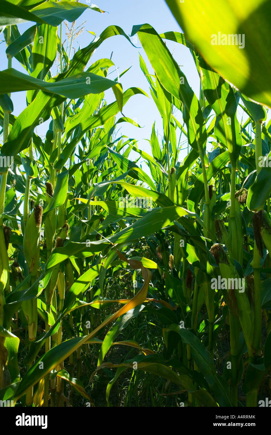 Sustainable growth in farms hi-res stock photography and images - Alamy