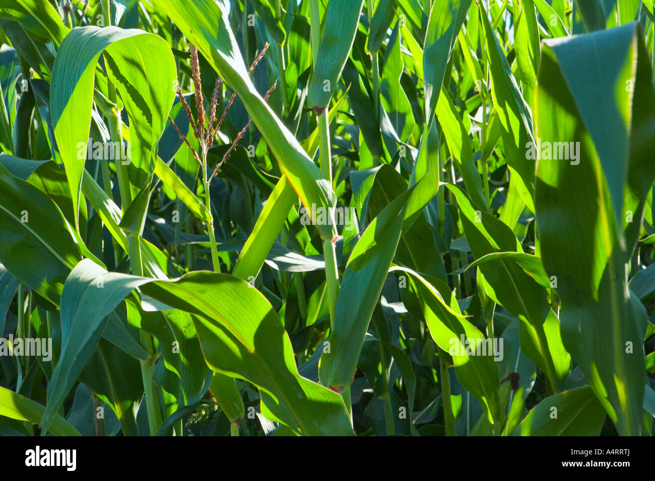 Producing corn field hi-res stock photography and images - Alamy