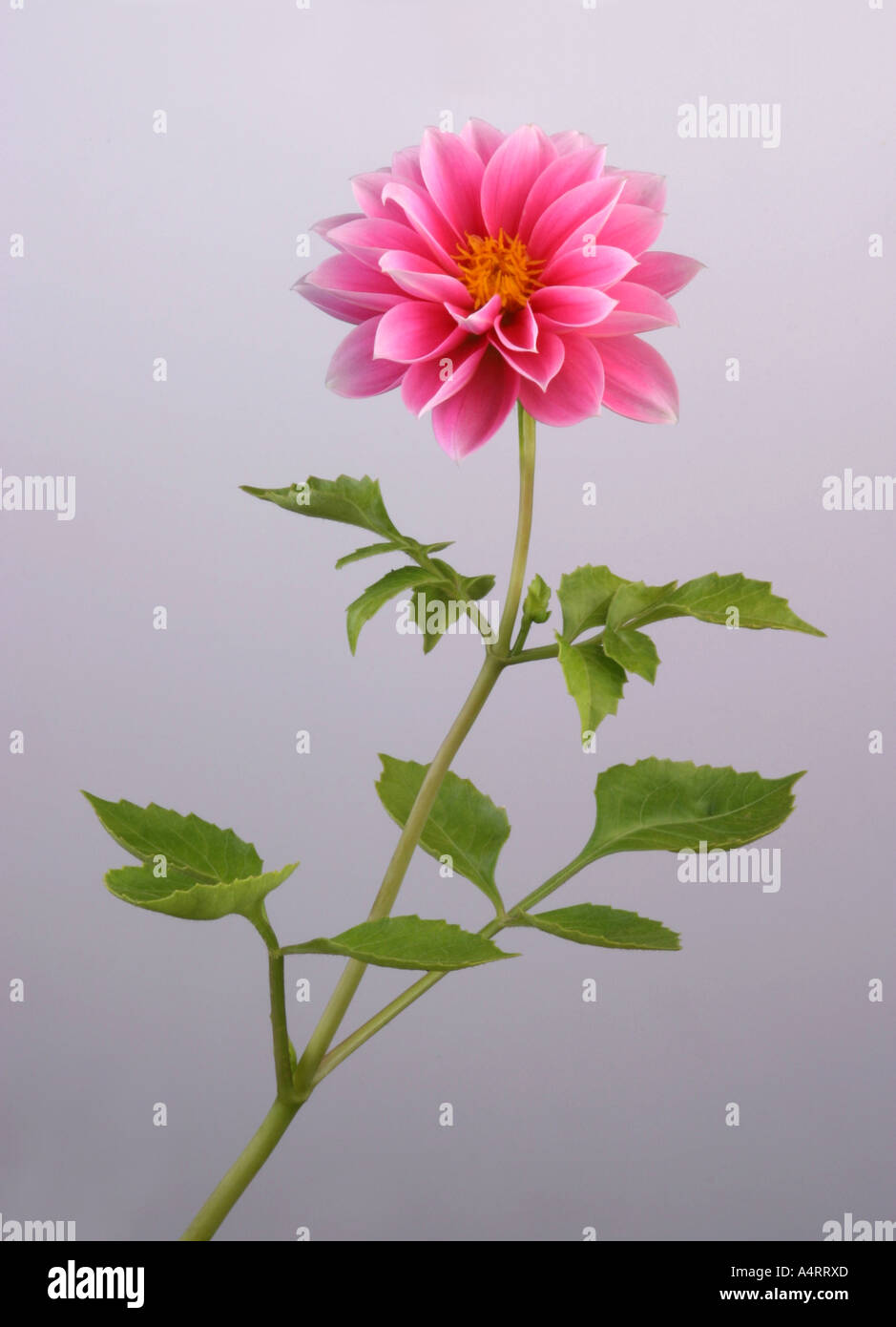 Dahlia grey hi-res stock photography and images - Alamy
