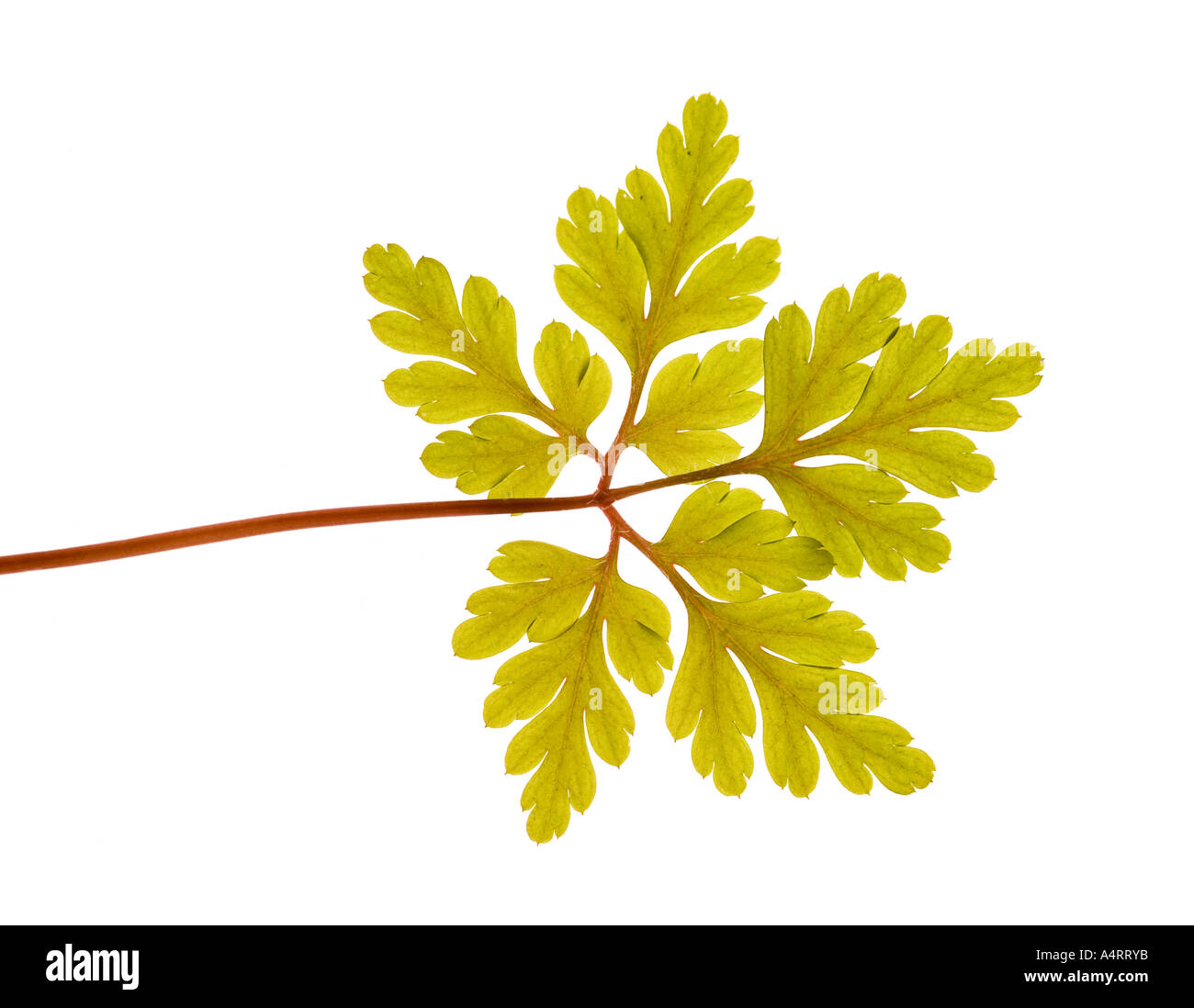 Back of leaf Cut Out Stock Images & Pictures - Alamy