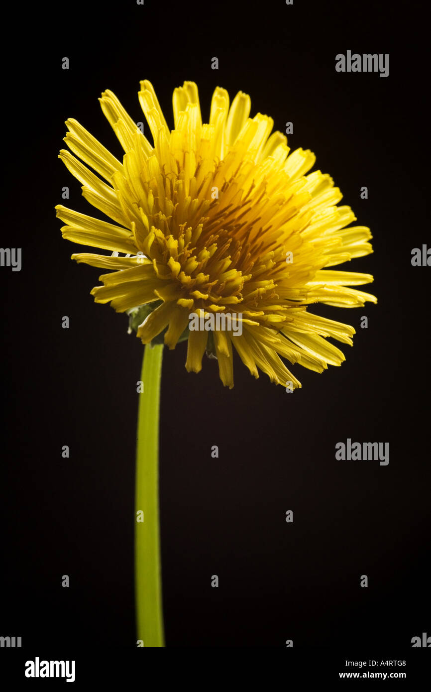 Ligulate leaves hi-res stock photography and images - Alamy