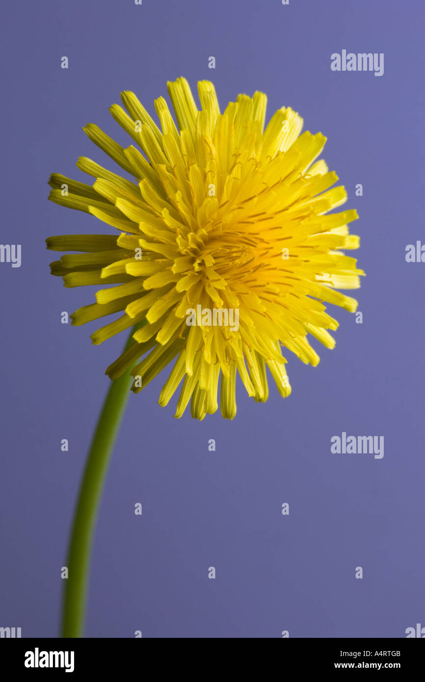 Ligulate leaves hi-res stock photography and images - Alamy