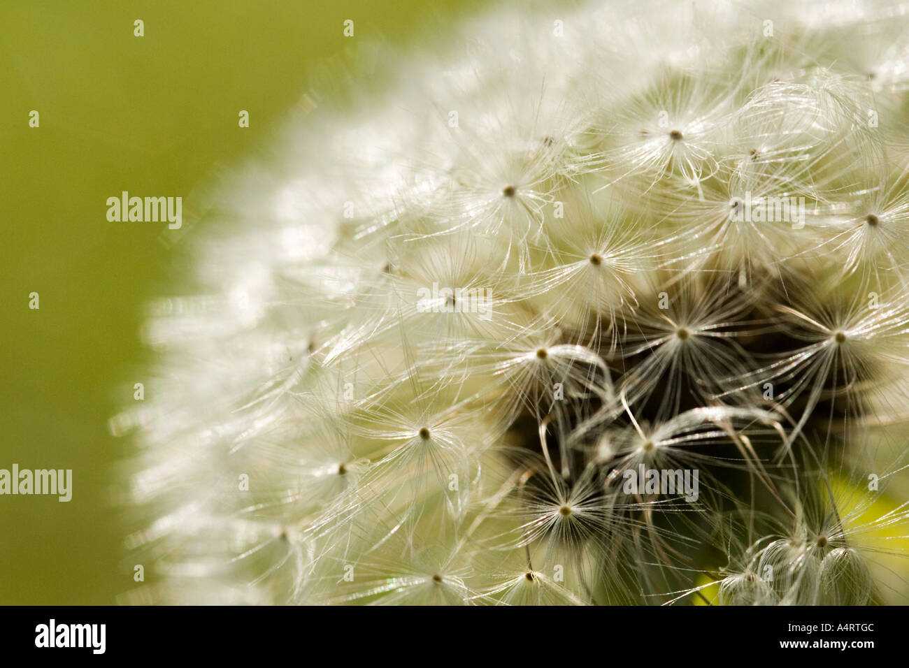 Ligulate leaves hi-res stock photography and images - Alamy