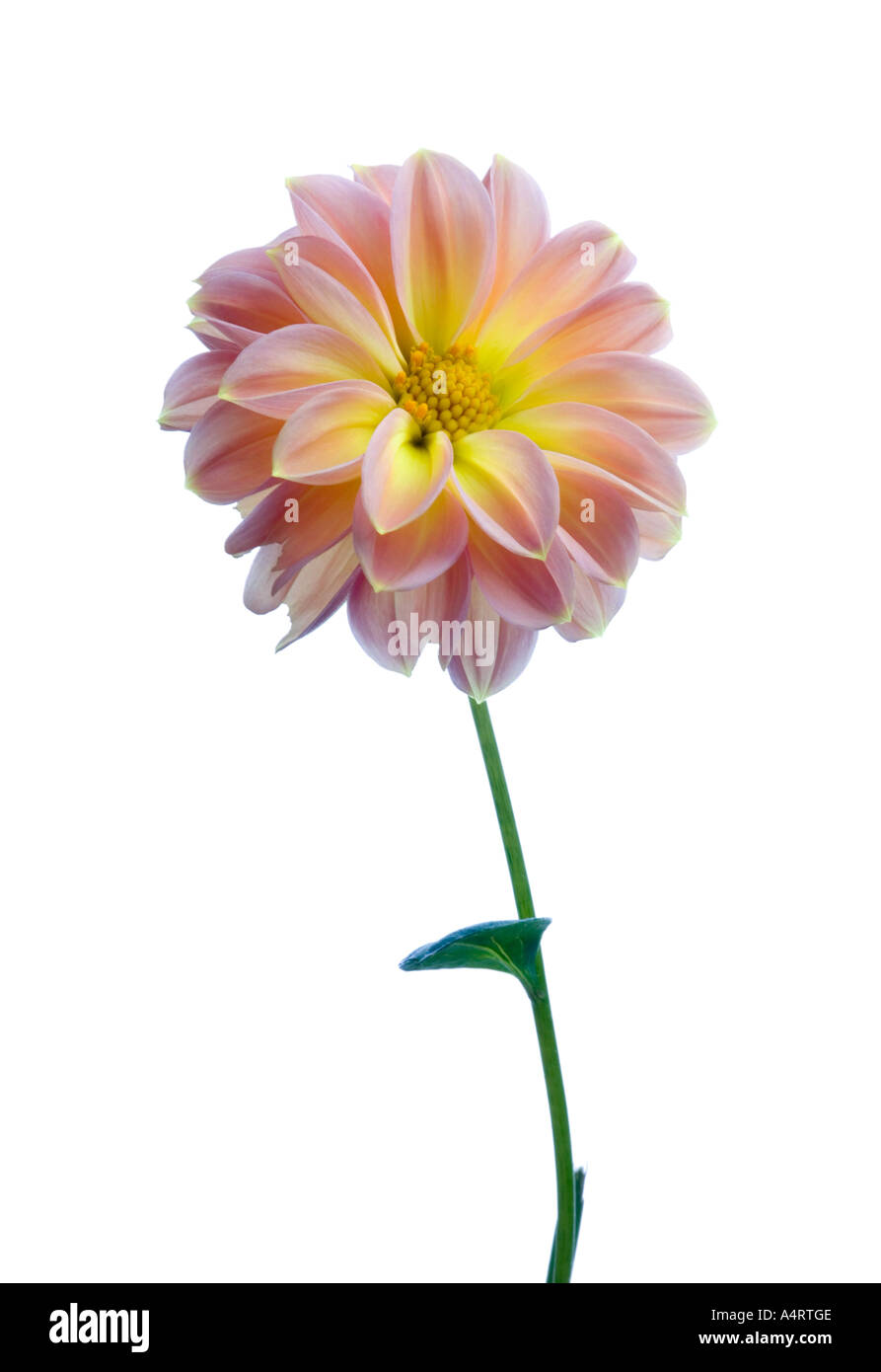 Mexico flower Cut Out Stock Images & Pictures - Alamy