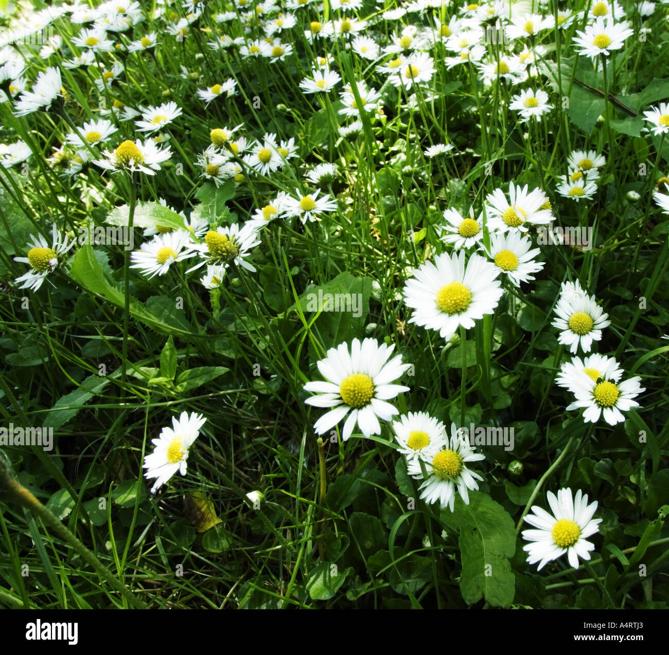 Graceful daisies hi-res stock photography and images - Alamy