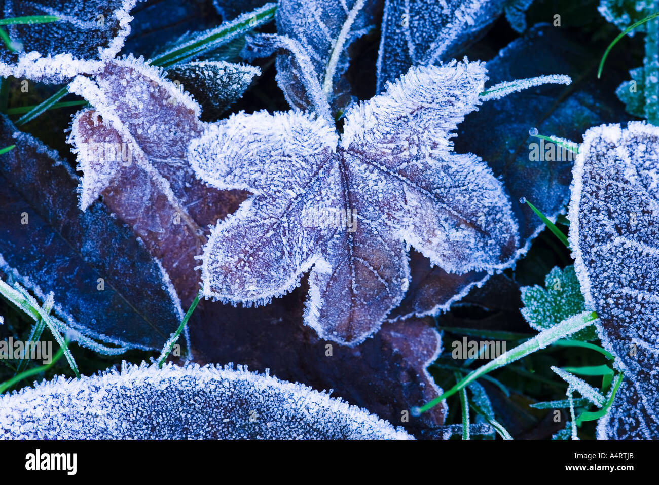 Frosted ground hi-res stock photography and images - Alamy