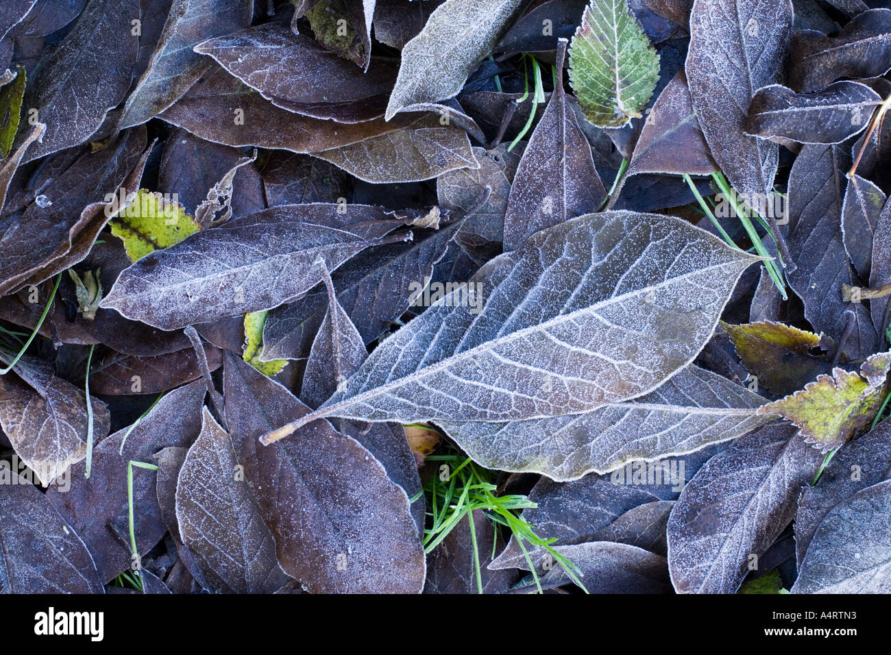 Rot rotten leave hi-res stock photography and images - Alamy