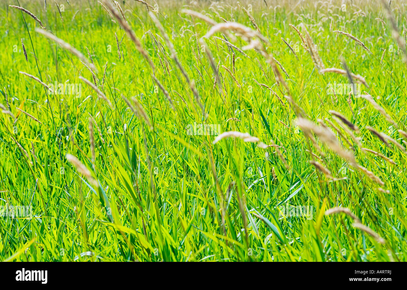 Wild grasses in field Stock Photo - Alamy