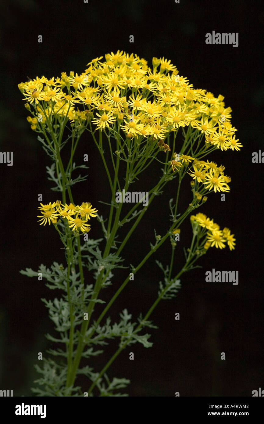 Frequent flowers hi-res stock photography and images - Alamy