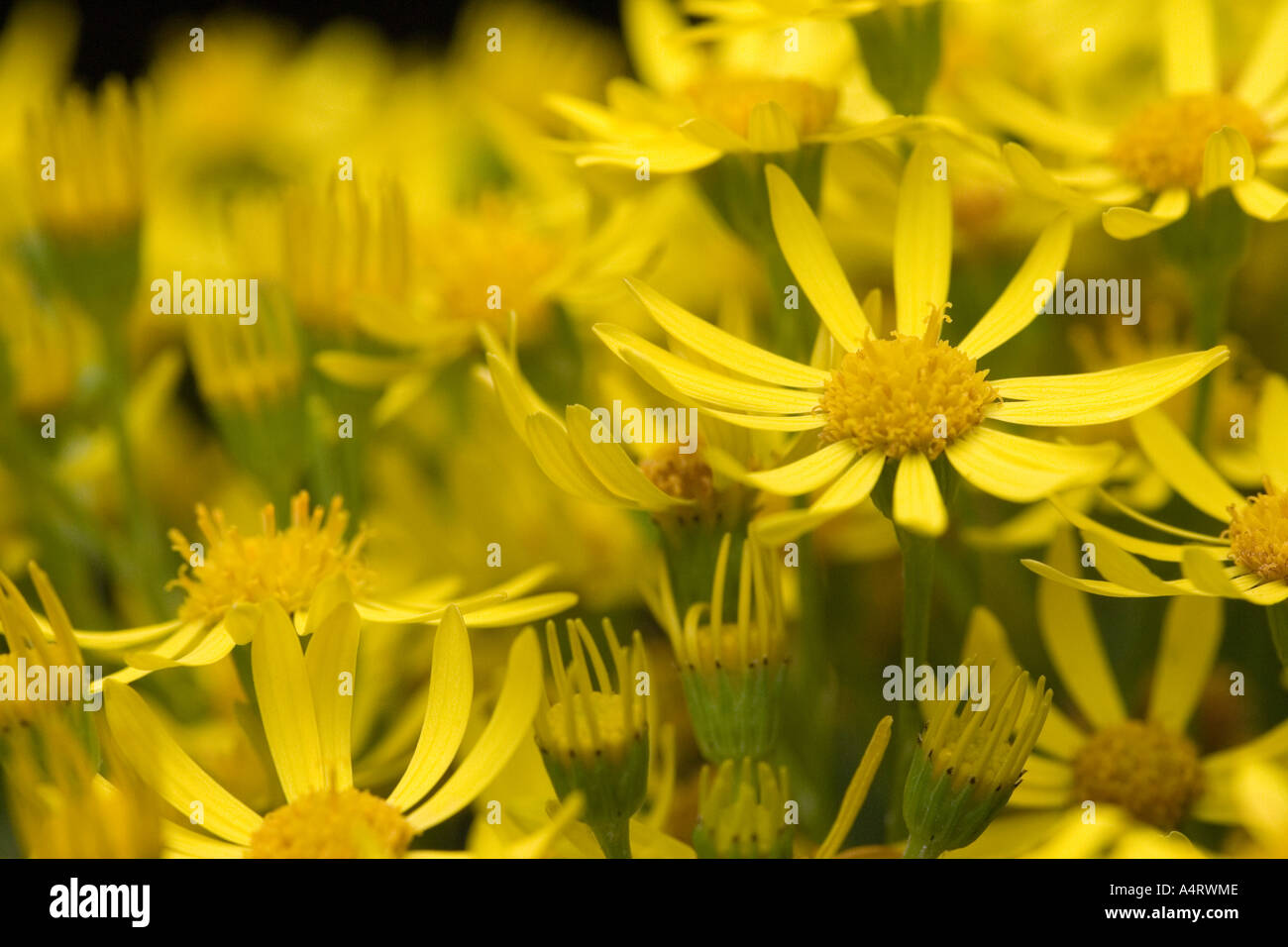 Tall ragwort hi-res stock photography and images - Alamy