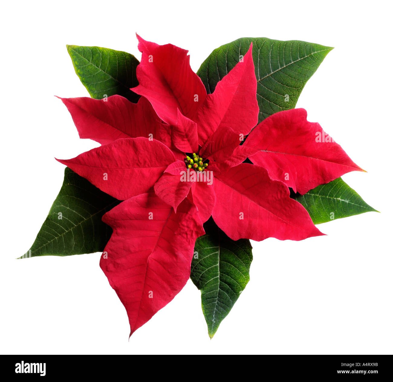 December flower hi-res stock photography and images - Alamy