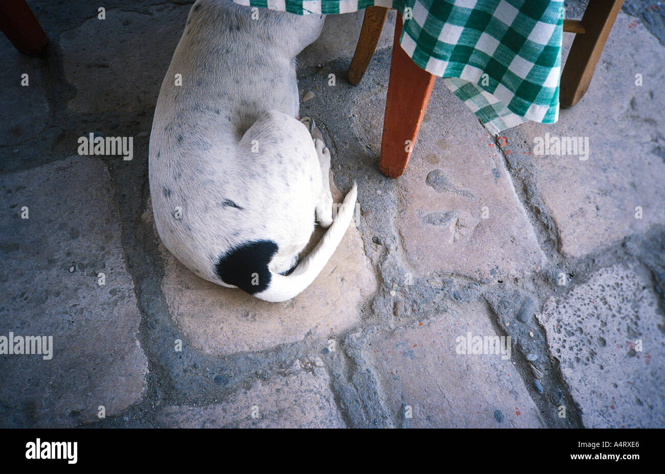 Dog hiding under table hi-res stock photography and images - Alamy