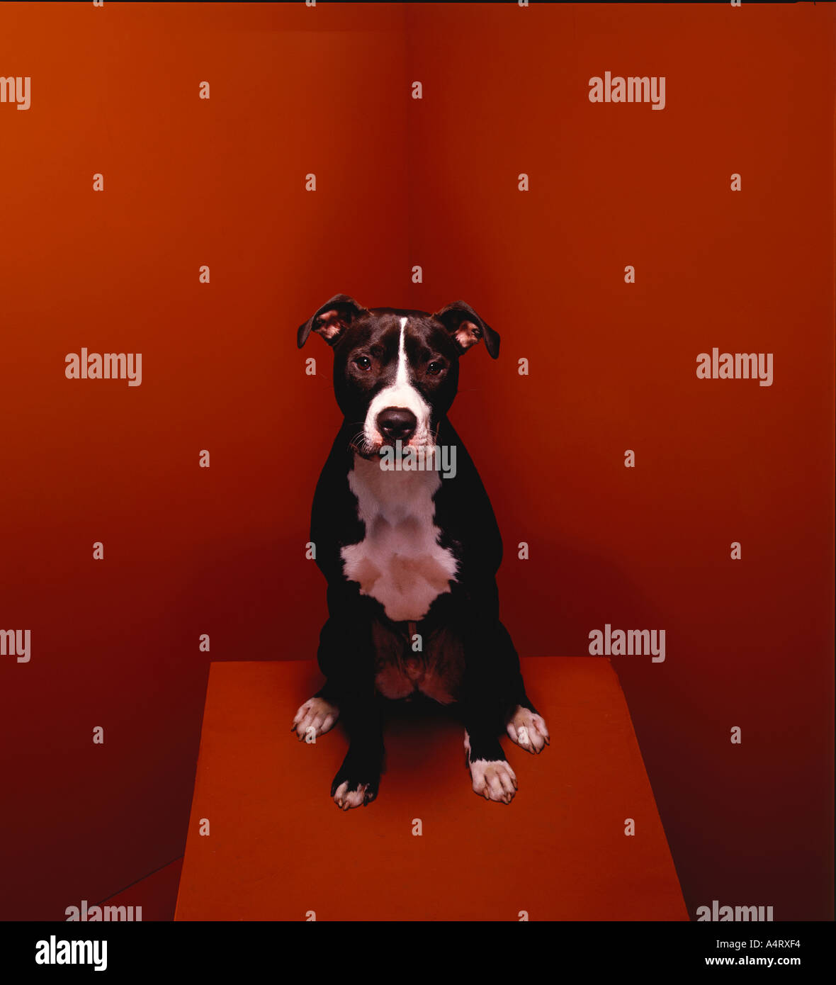 Brown dog in a corner Stock Photo - Alamy