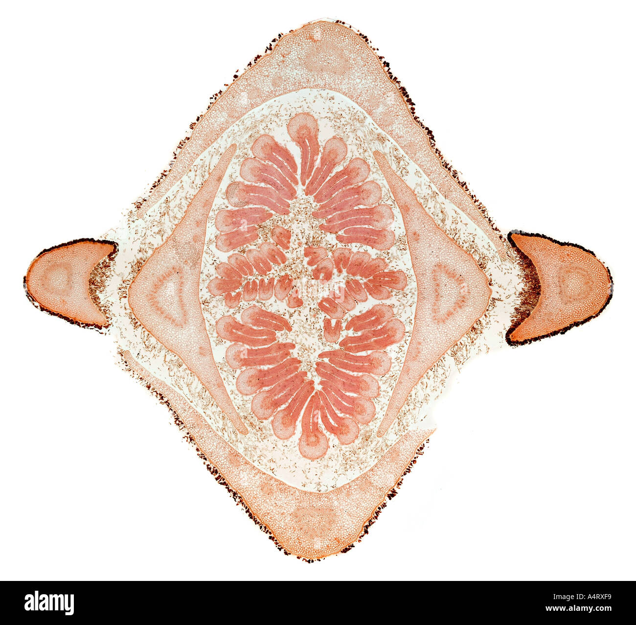 Ash leafbud Fraxinus excelsior photomicrograph white background Stock ...