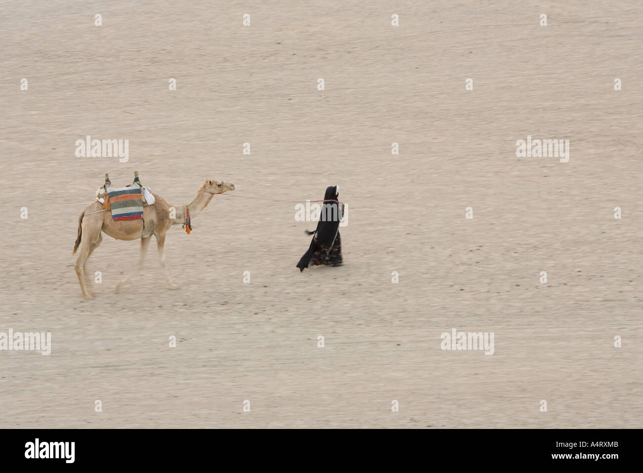 One person leading a camel in the desert Stock Photo - Alamy