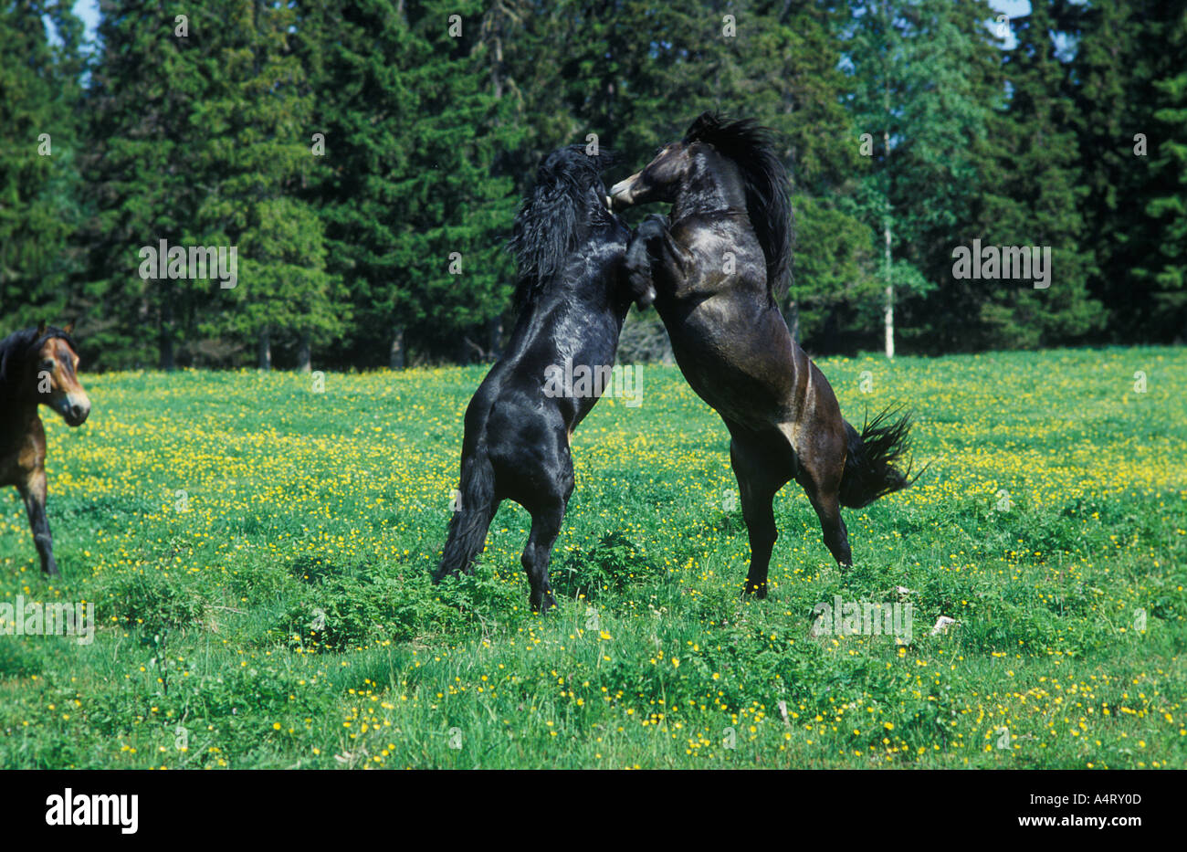 Arabs fight hi-res stock photography and images - Alamy