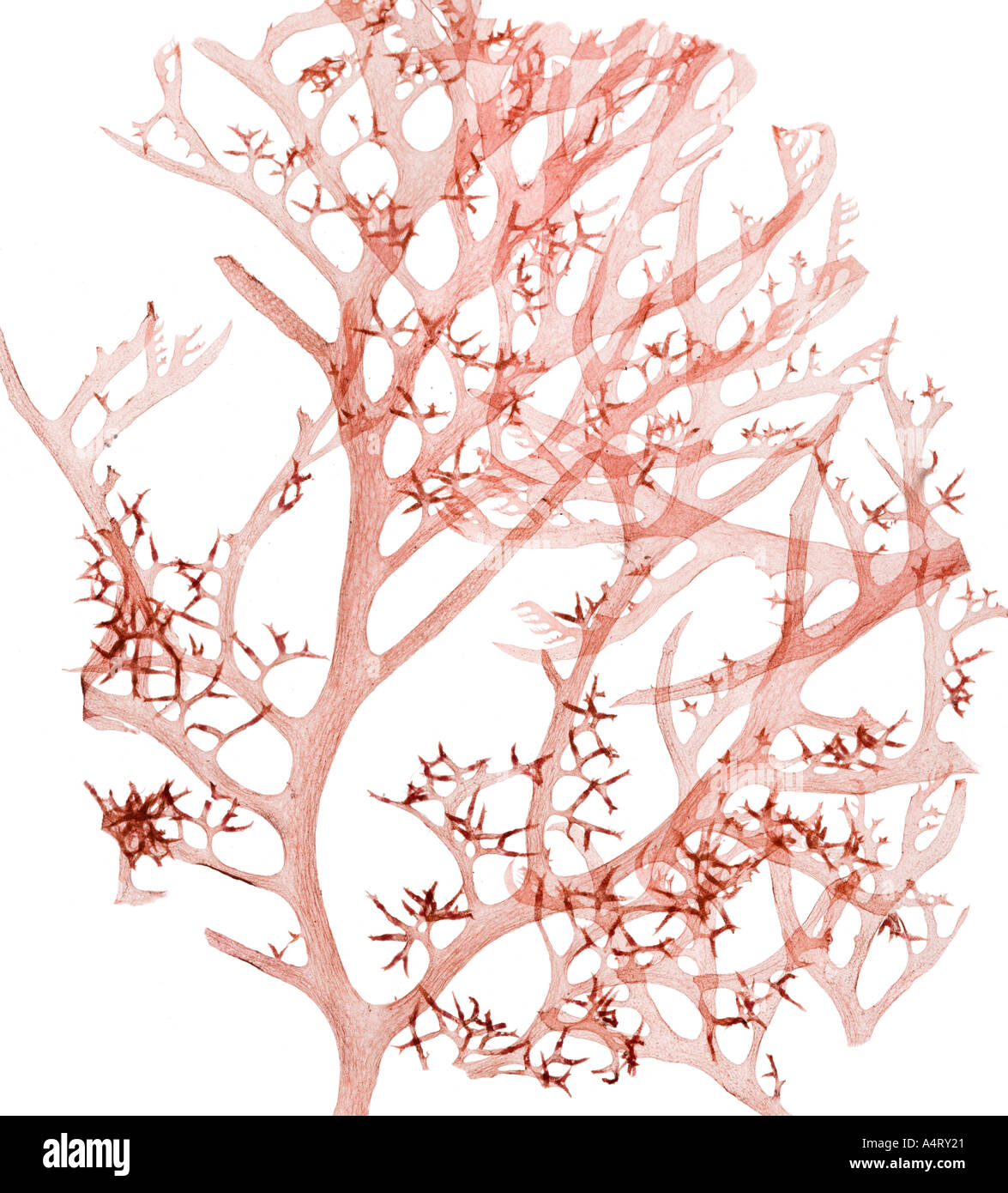 marine algae Plocamium coccineum white background Stock Photo - Alamy