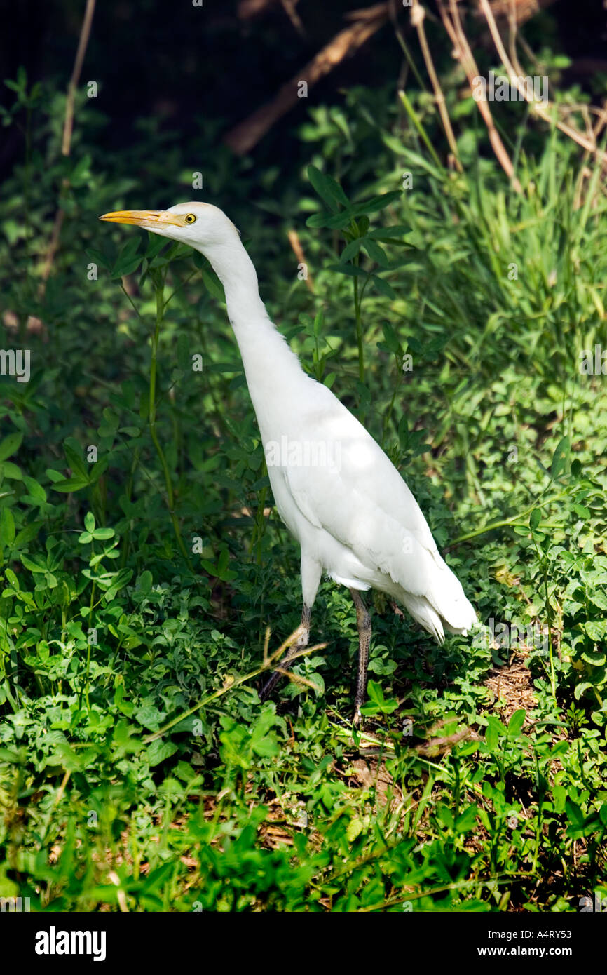 Bird egypt hi-res stock photography and images - Alamy