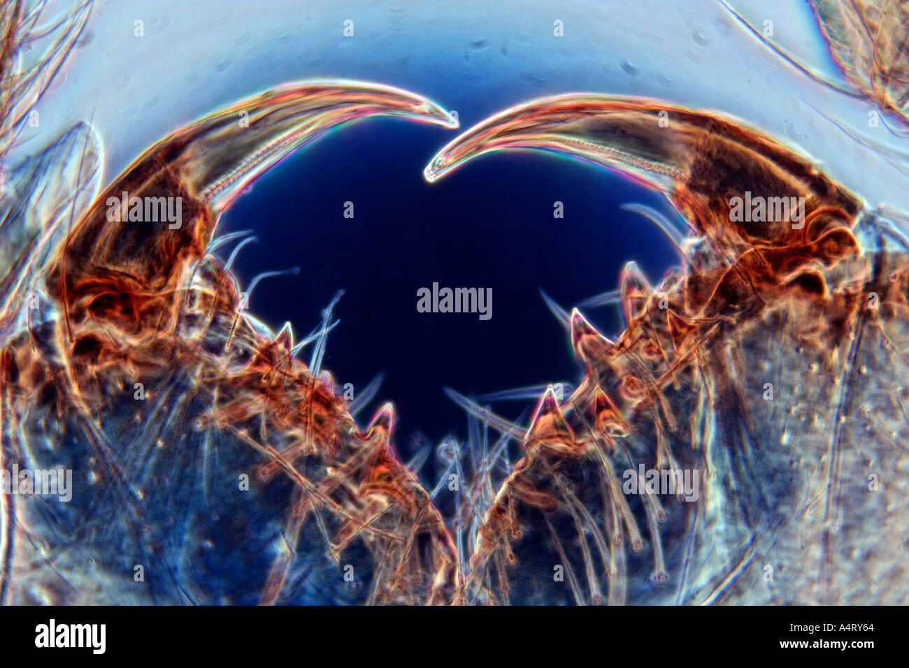 spider jaws mandibles photomicrograph Stock Photo - Alamy