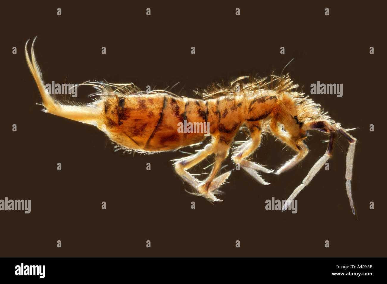 springtail macro photograph Stock Photo - Alamy