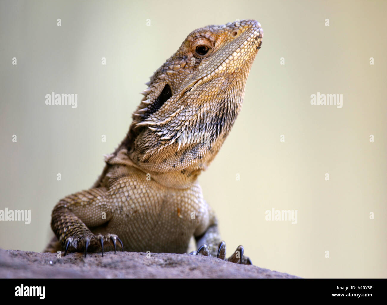 Bearded dragon pogona barbata Stock Photo - Alamy