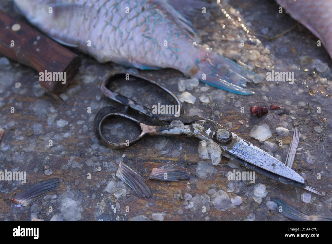 Scissors knife fish hi-res stock photography and images - Alamy