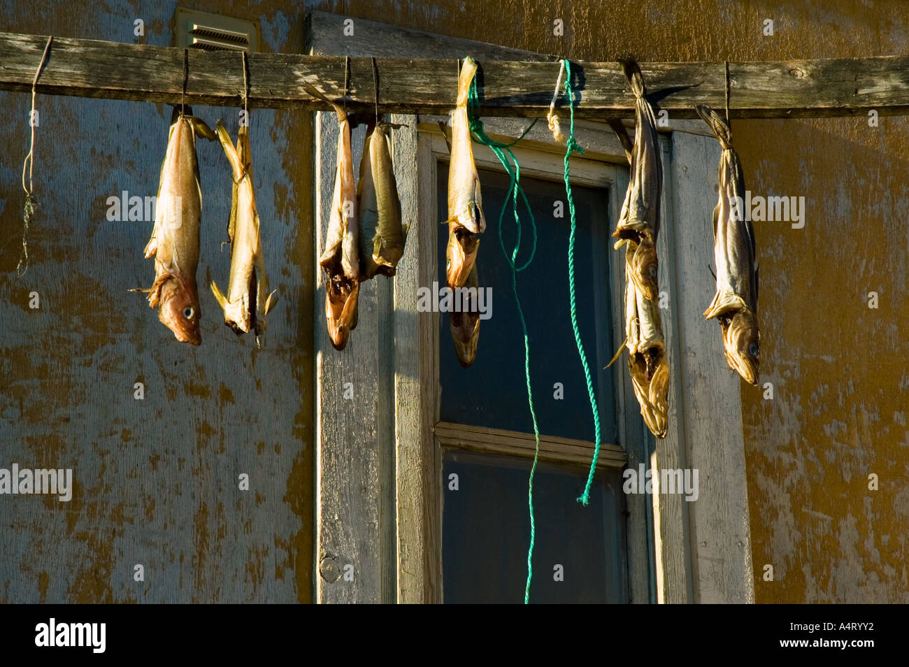 Inuit fish drying hi-res stock photography and images - Alamy