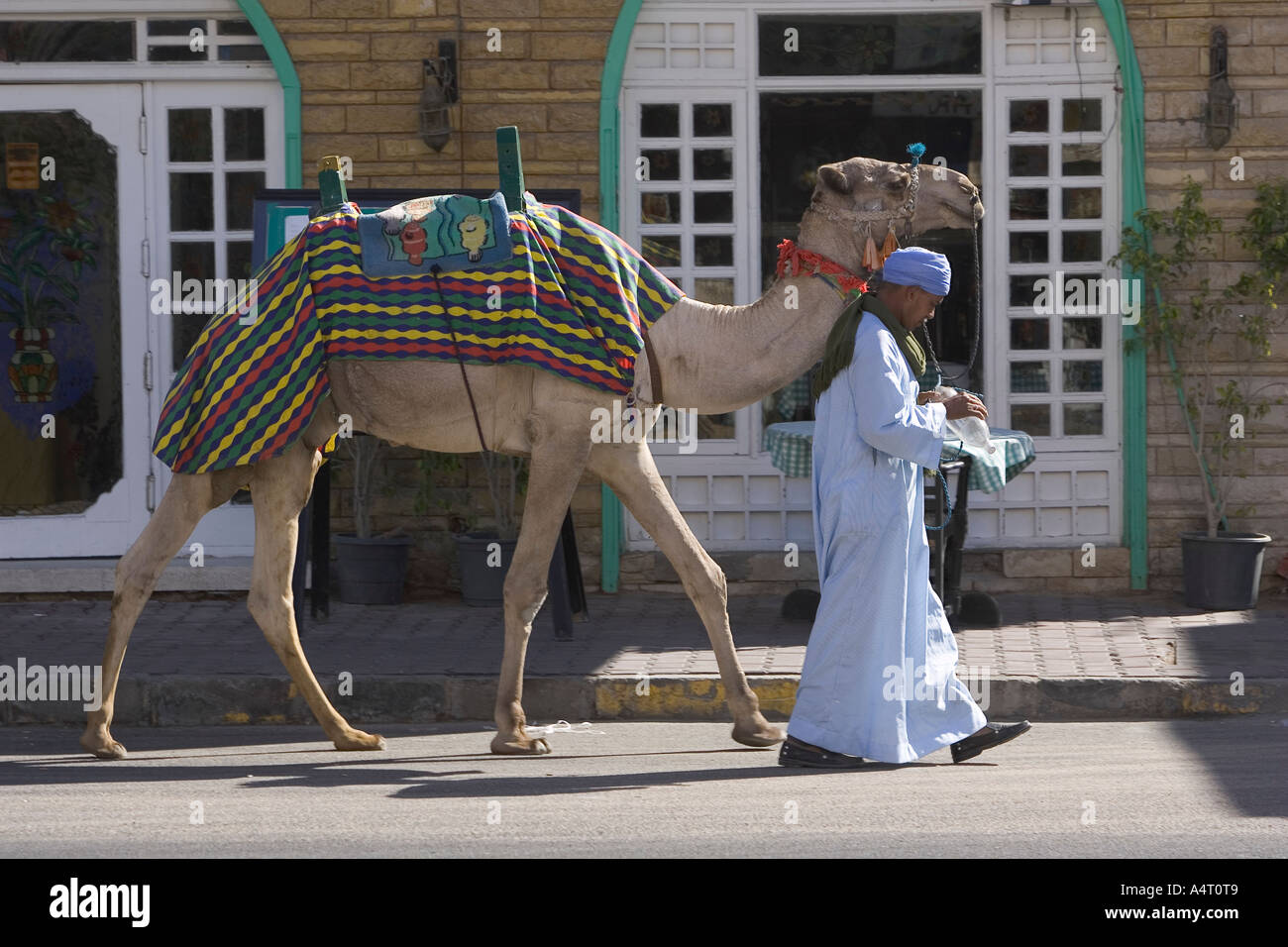 Man pulling camel hi-res stock photography and images - Alamy
