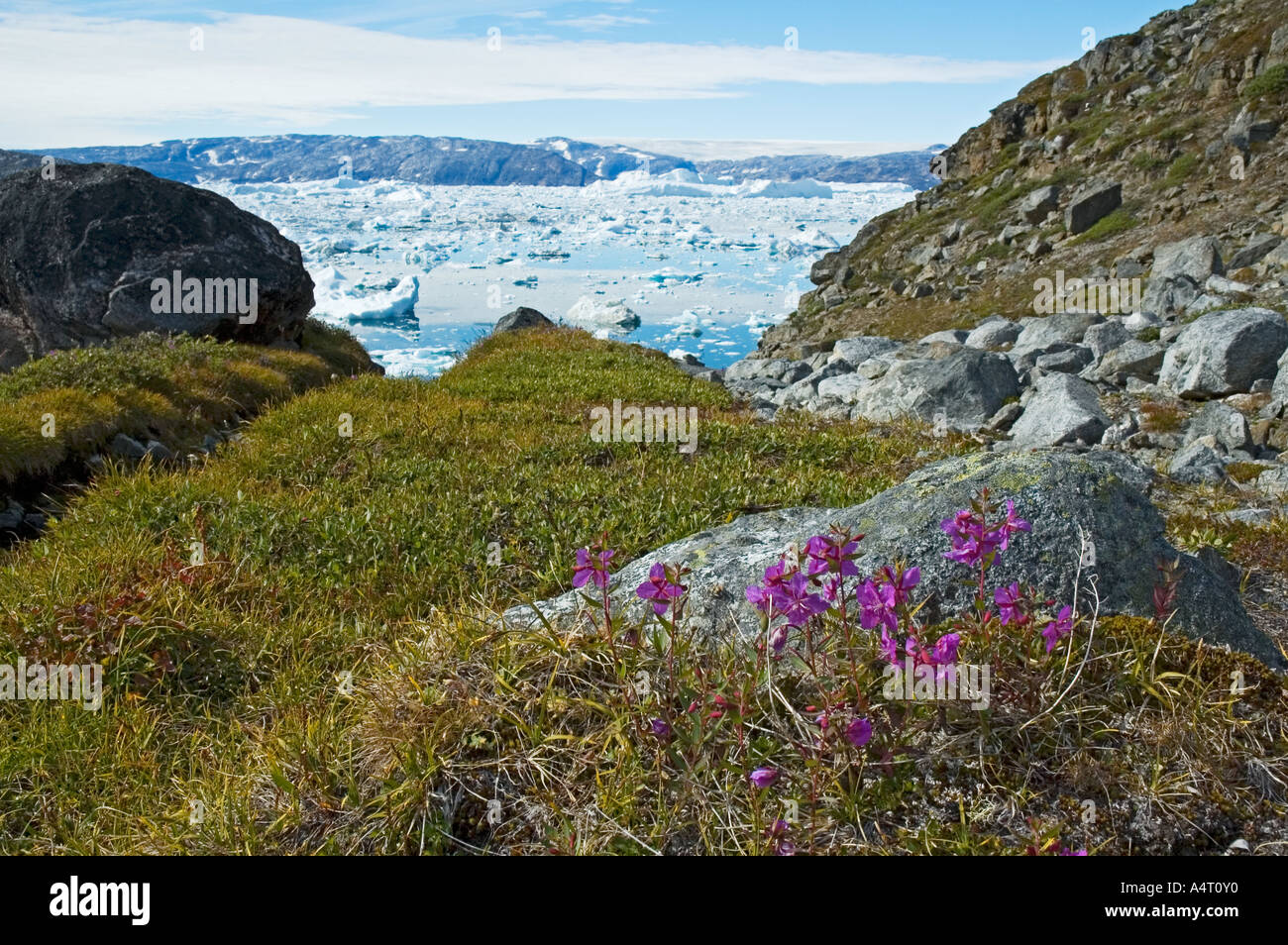 Niviarsiaq (Chamaenerion latifolium), the national flower of Greenland, Sermilik Fjord, East ...