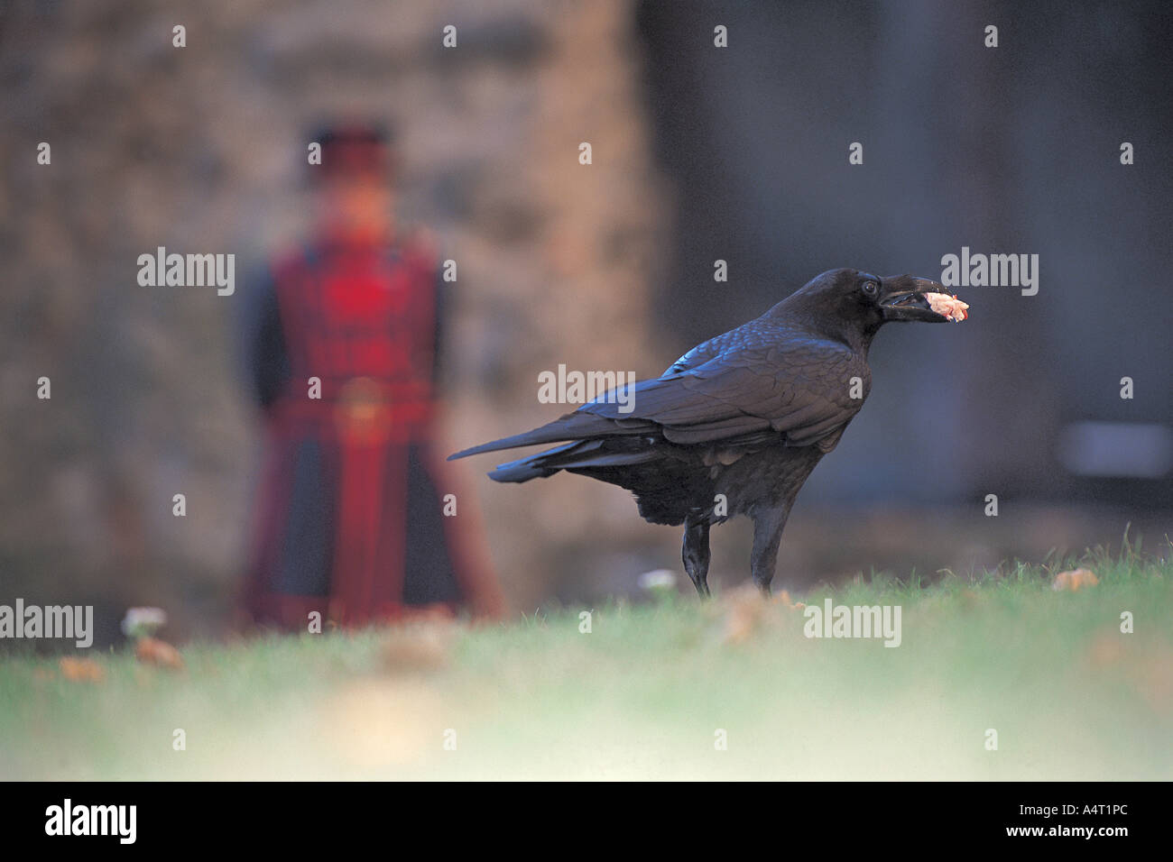 Tower of london beefeater raven hi-res stock photography and images - Alamy