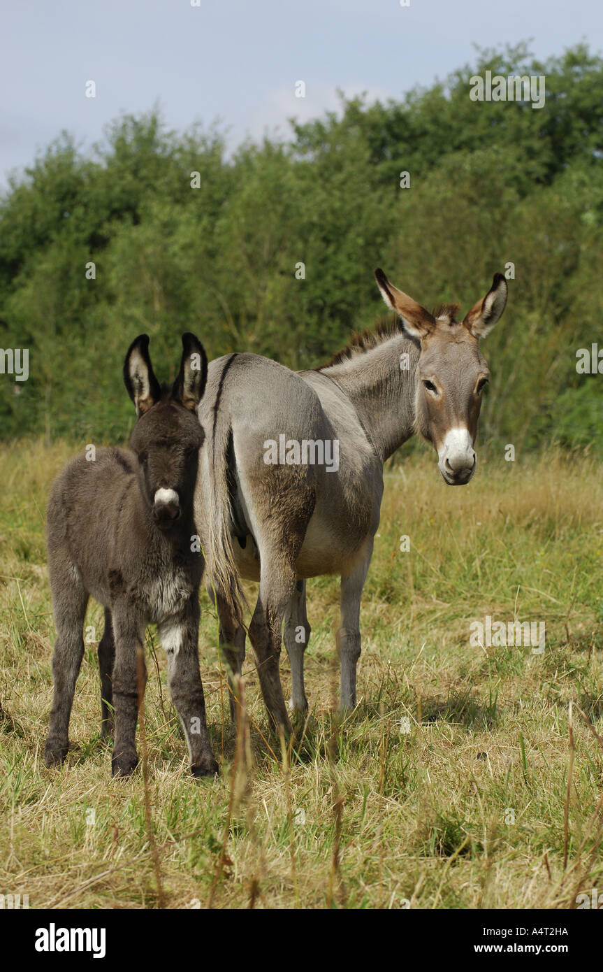 donkey with foal Stock Photo - Alamy