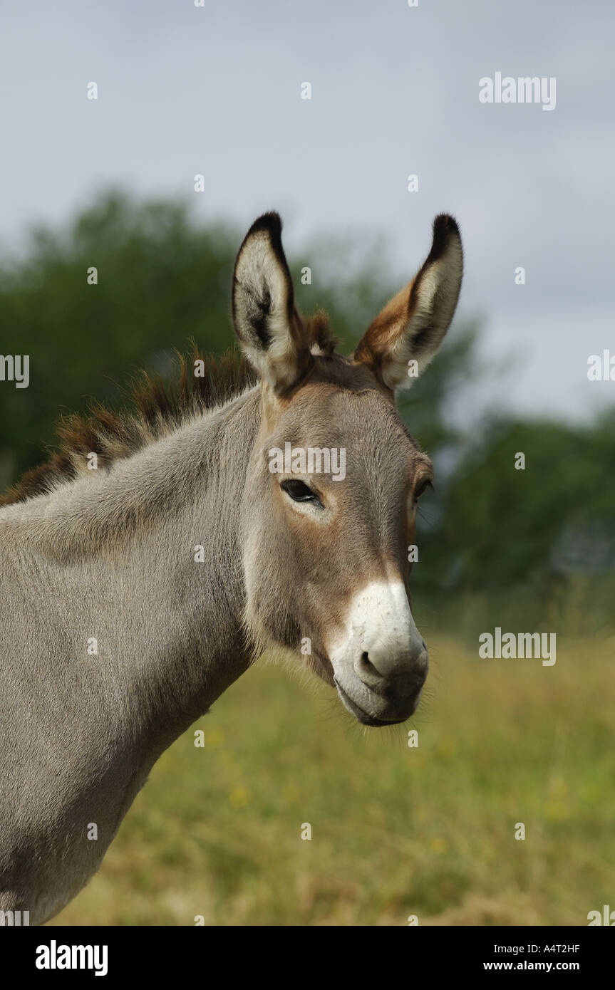Donkey Size High Resolution Stock Photography and Images - Alamy