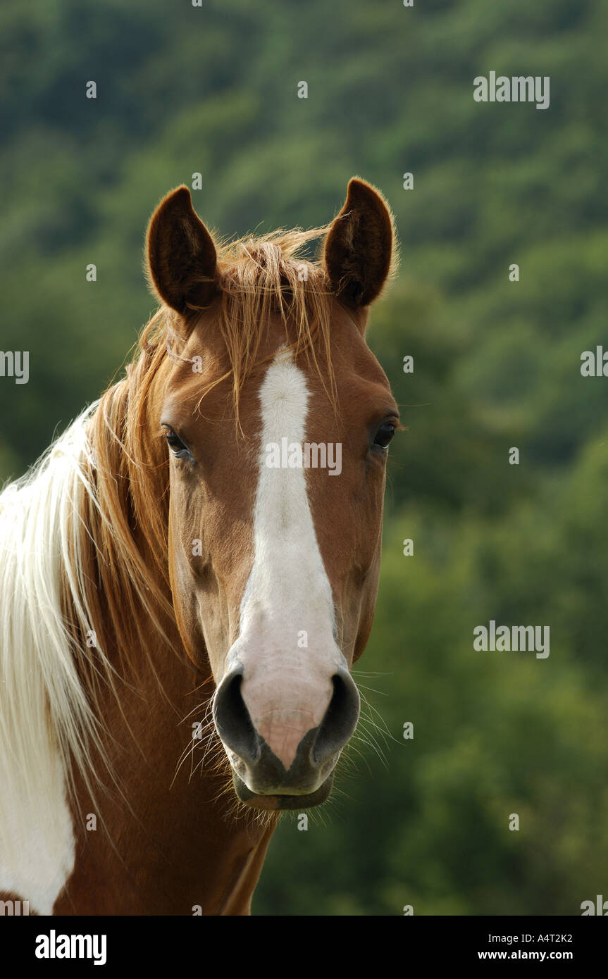Pinto Paint Horse portrait Stock Photo - Alamy