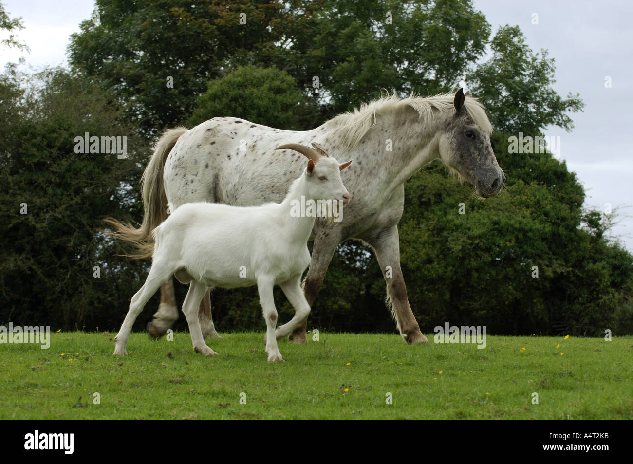 Connemara Pony with goat Stock Photo - Alamy