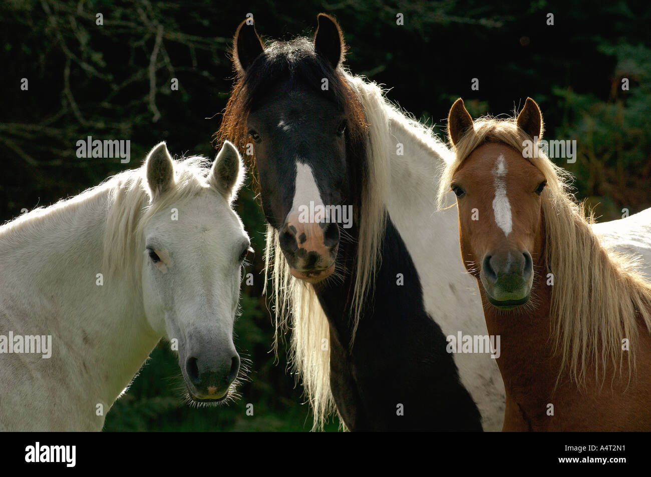 three horses portrait Stock Photo - Alamy