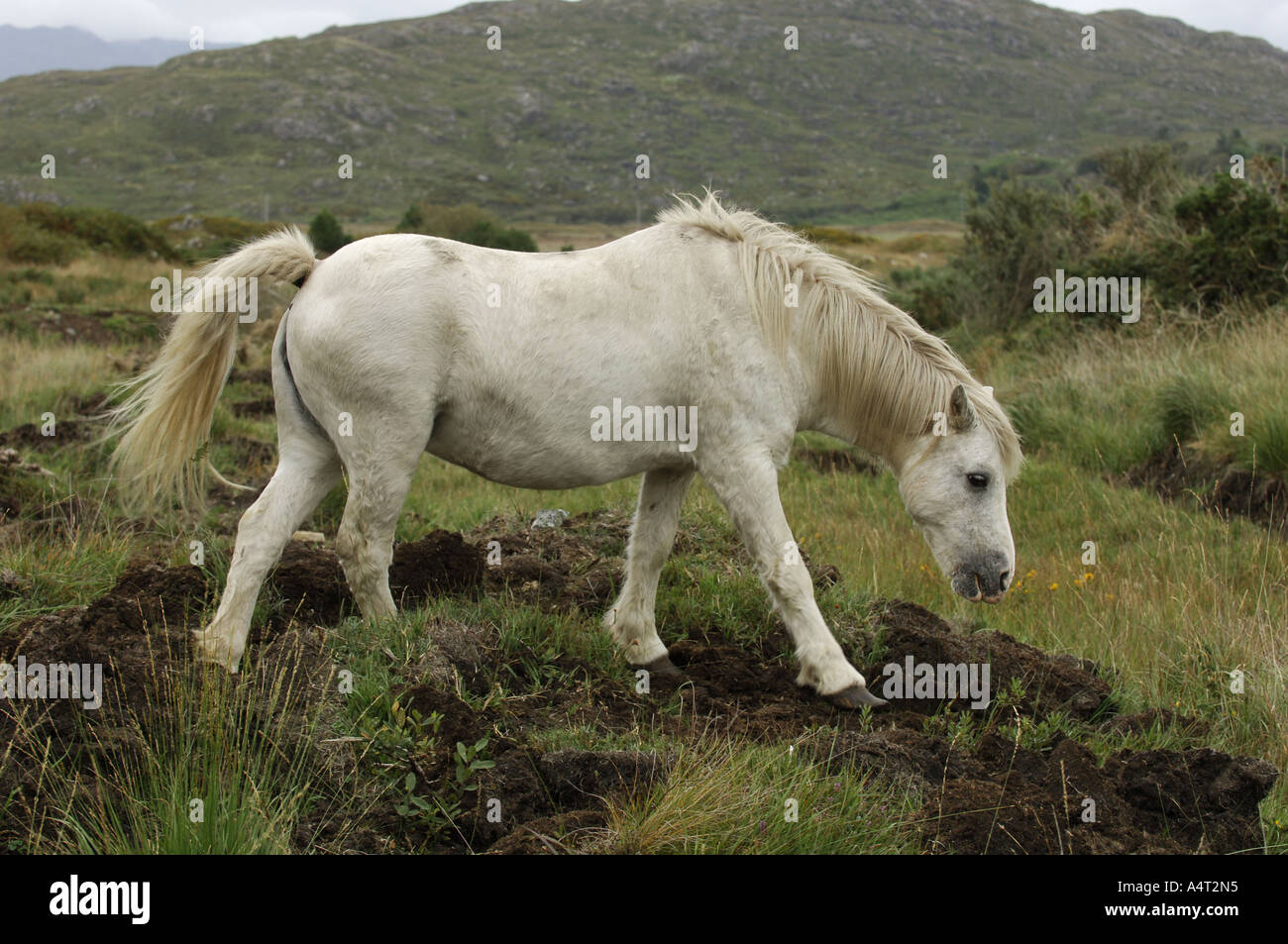Connemara pony - walking lateral Stock Photo - Alamy