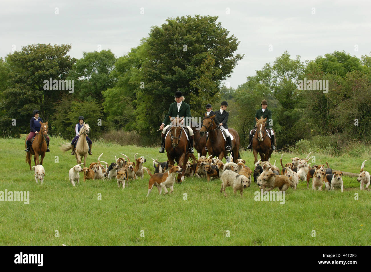 Hunting in Ireland Stock Photo - Alamy