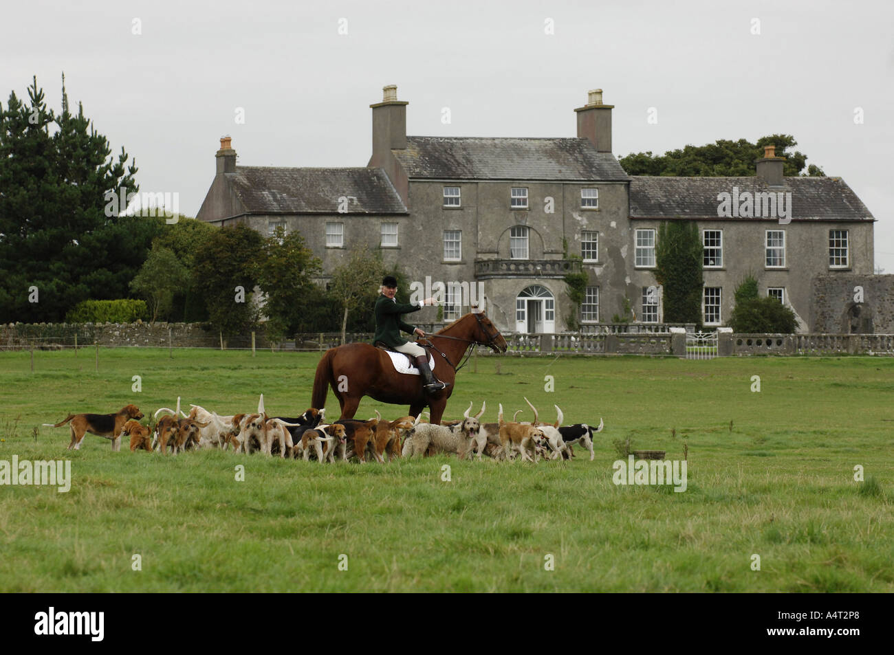 Hunting Horse Ireland High Resolution Stock Photography and Images - Alamy