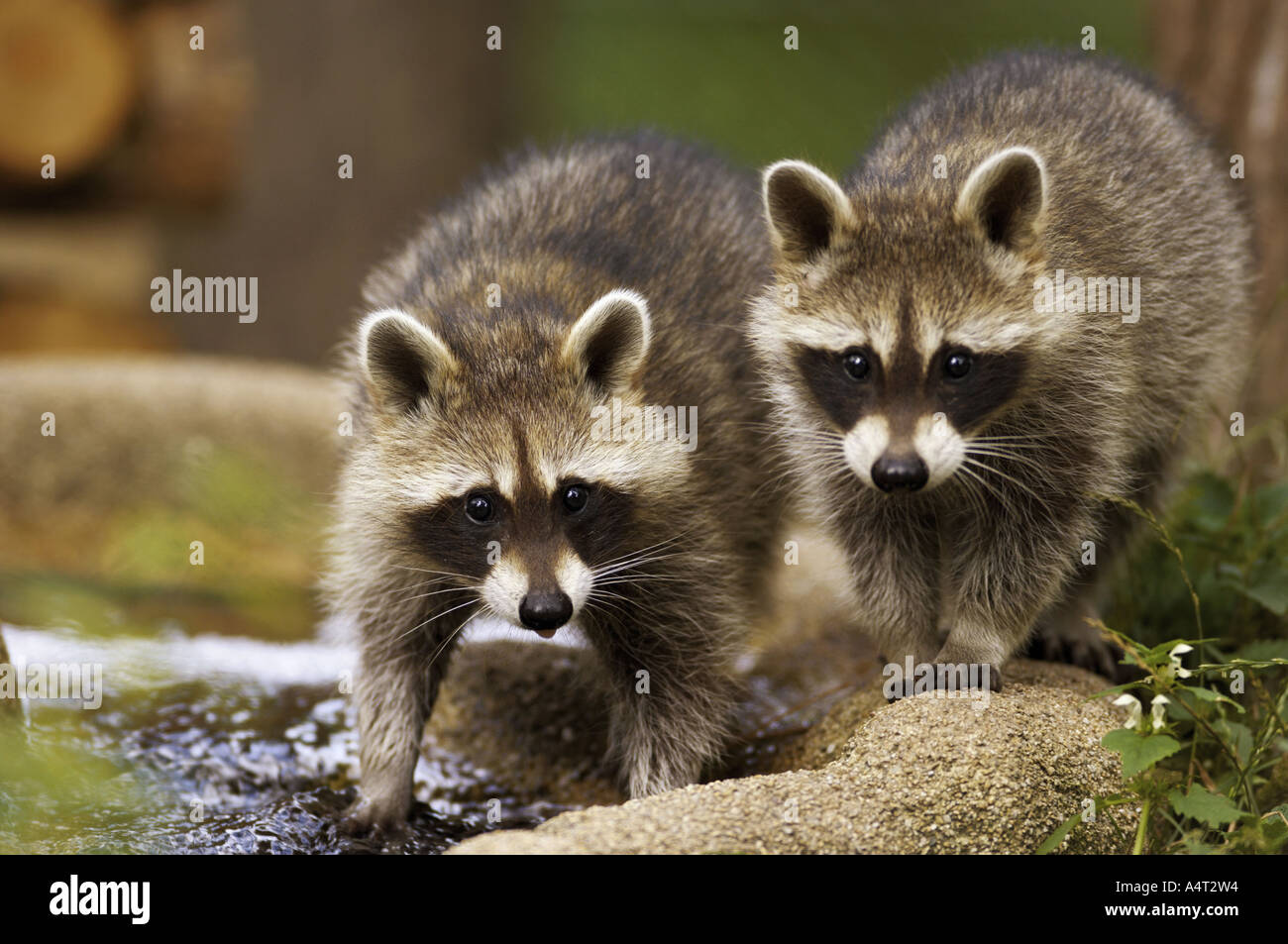 two common raccoons Procyon lotor Stock Photo - Alamy