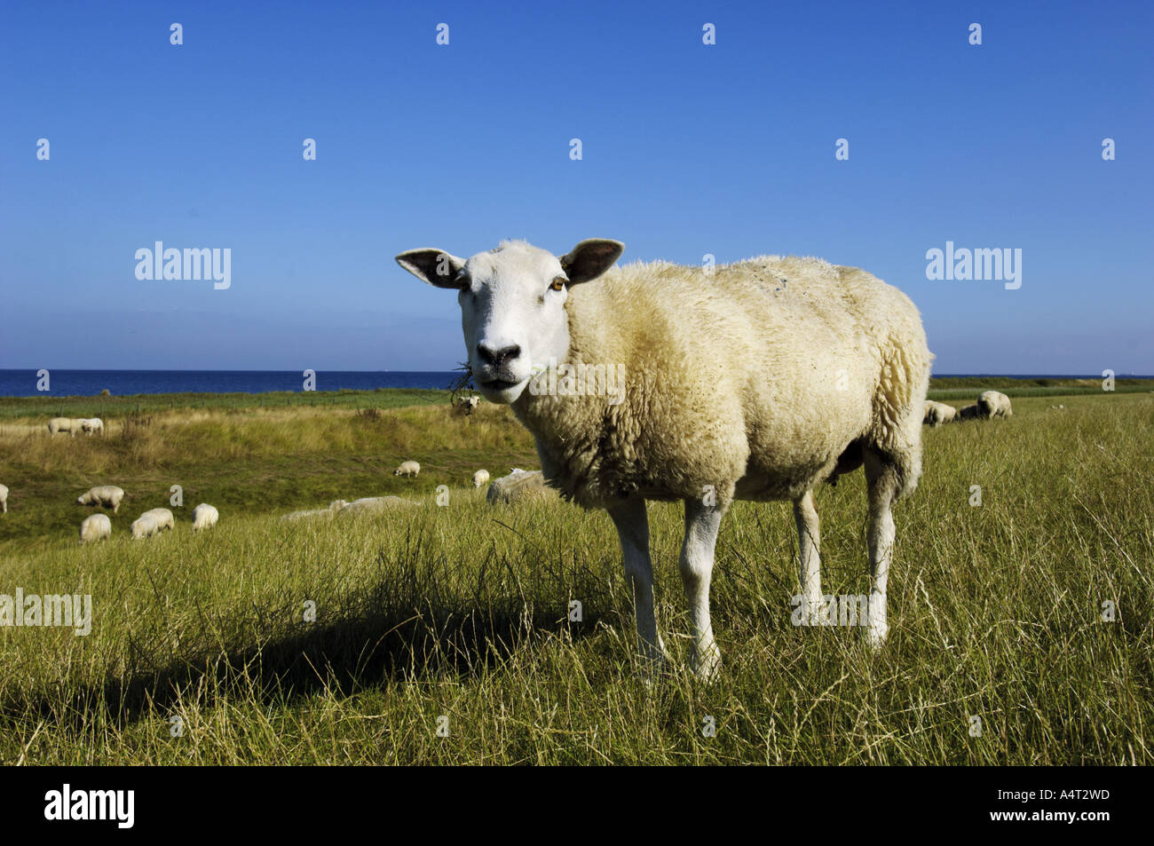 Domestic sheep ovis aries in hi-res stock photography and images - Alamy