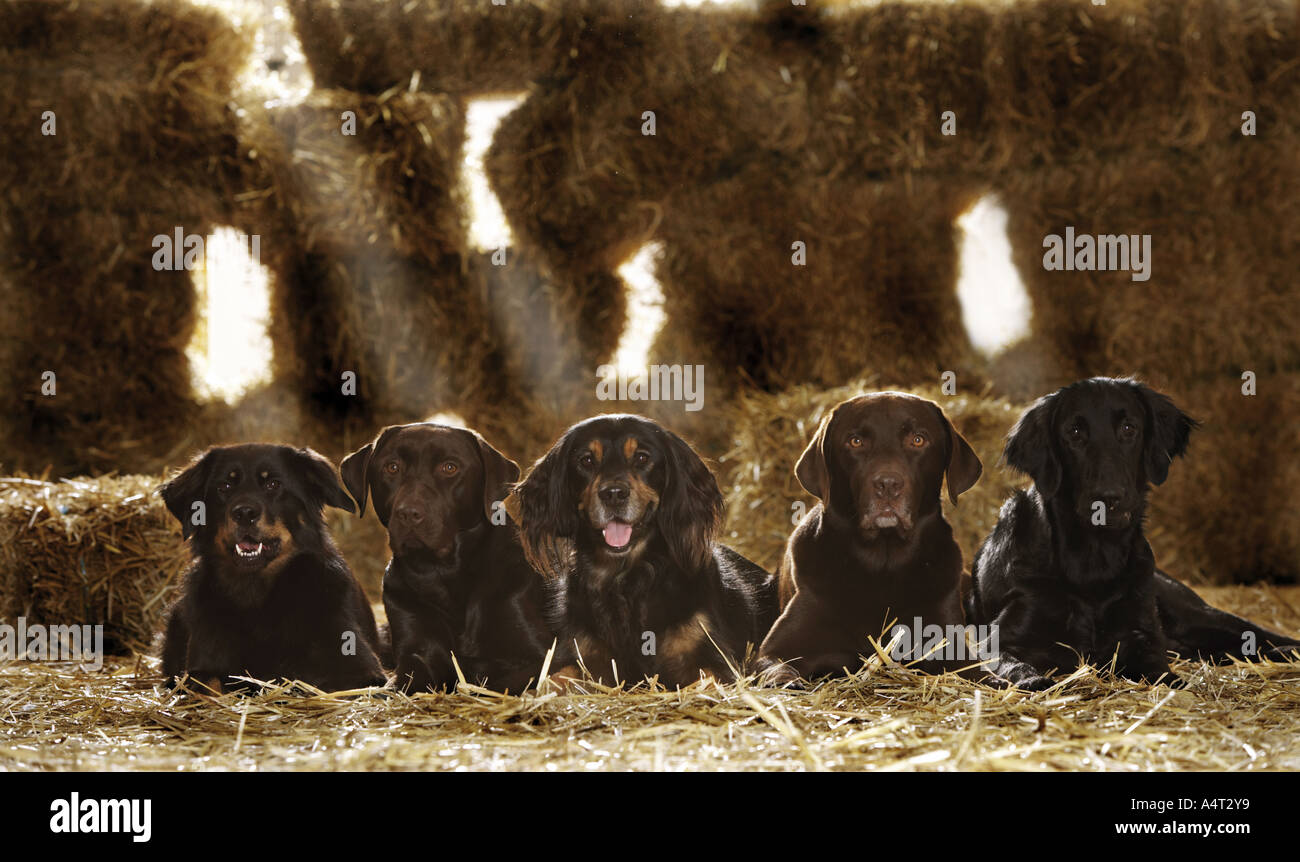 Flat Coated Retriever half breed dog and Labrador lying in straw Stock ...